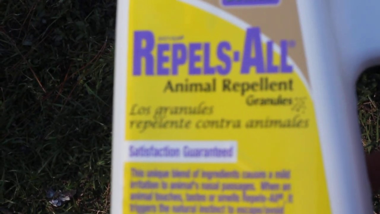 Raccoons digging up yard -What it looks like - What to do - YouTube