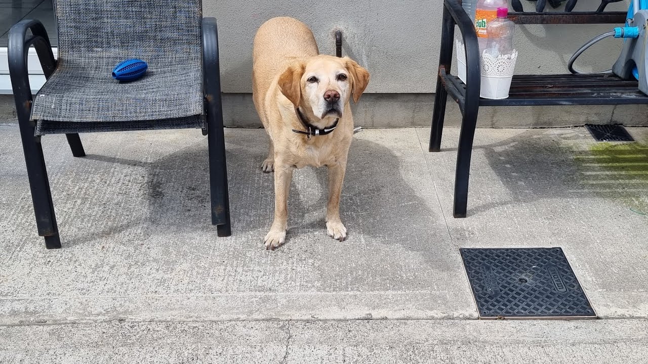 Labrador Sandy and Pug Kingsley playing with the DIY IQ treats Game ...