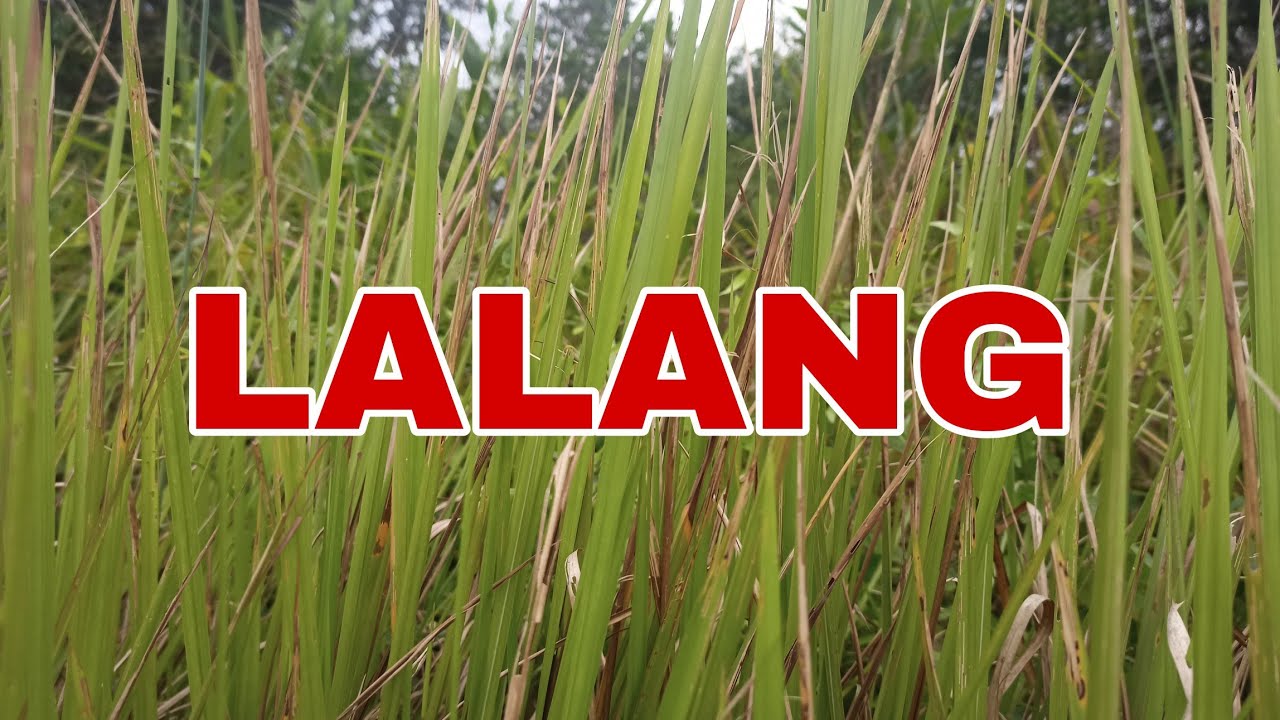 LALANG-LALANG - YouTube