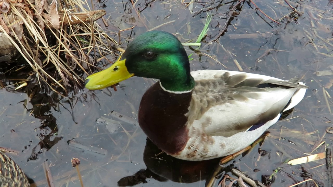 Feeding the mallard ducks - YouTube