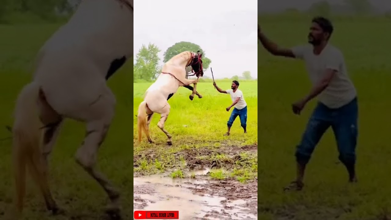 horse race - YouTube