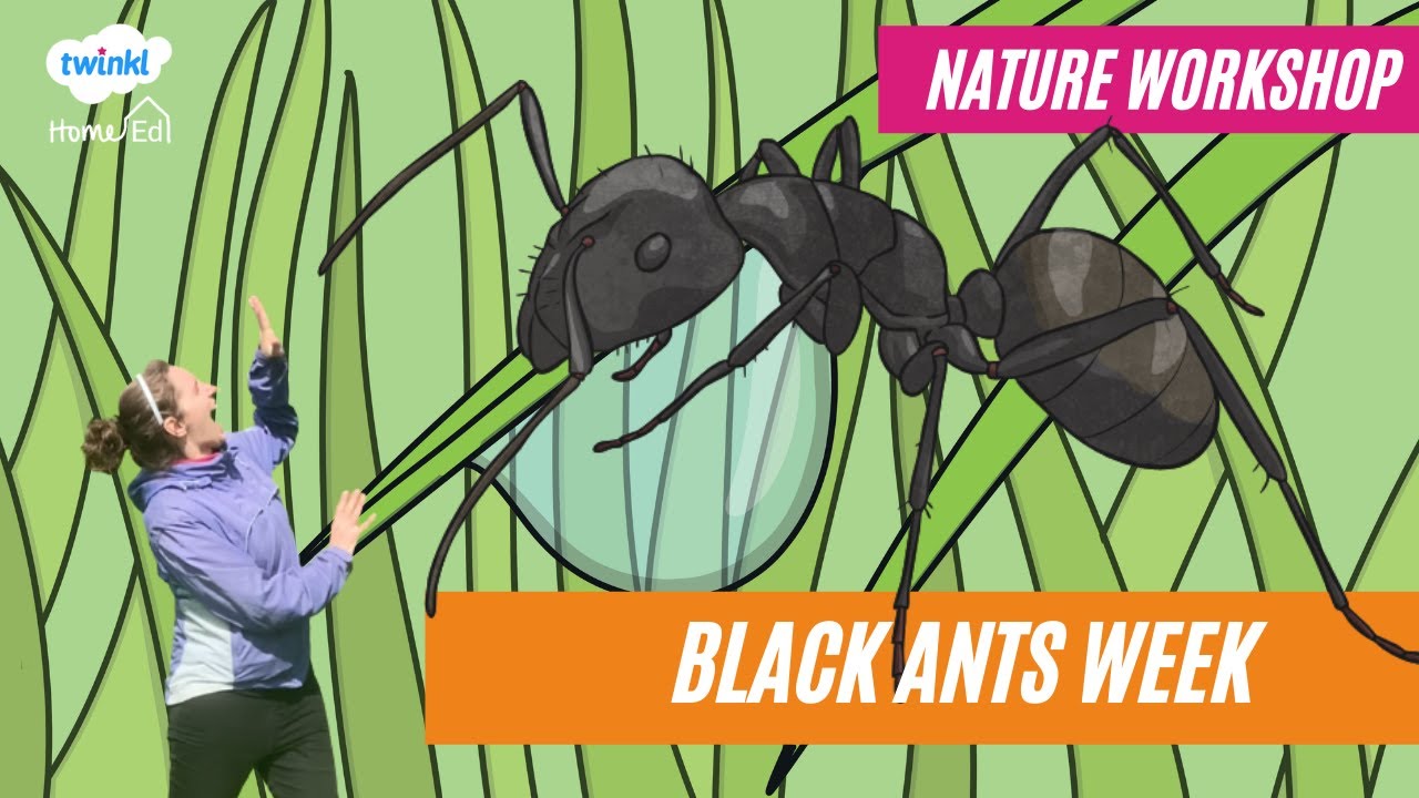 Black Garden Ants Week: A Home Education Nature Workshop - YouTube