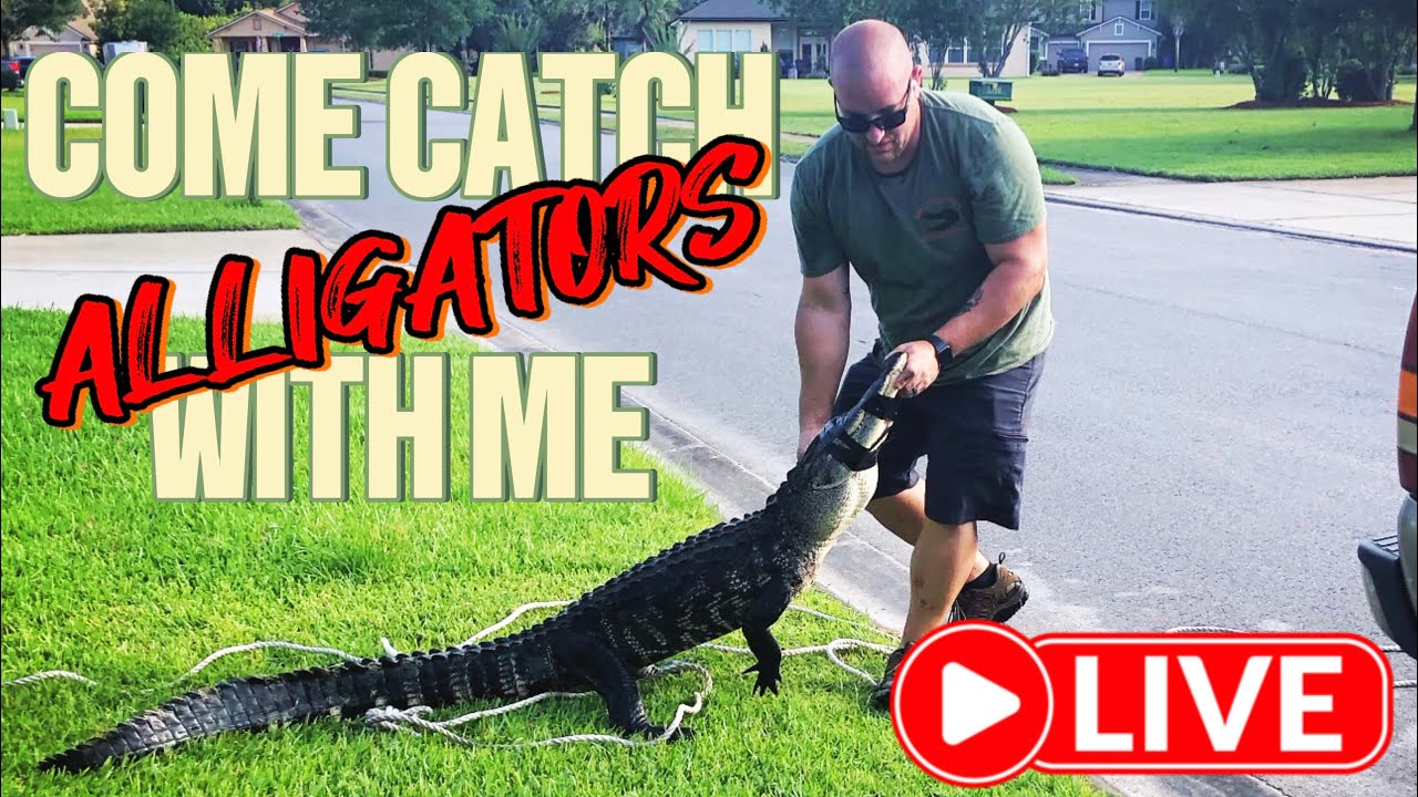 Catching A LIVE Nuisance Alligator ‼️🐊🐊 - YouTube