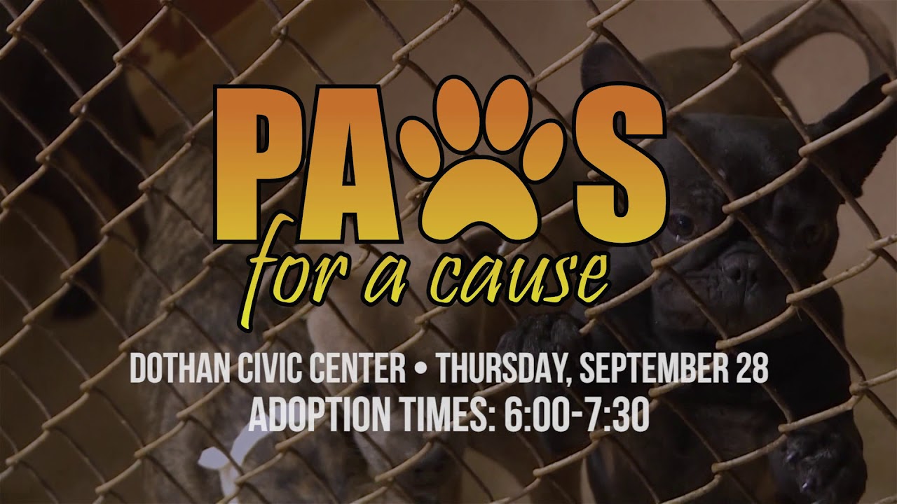 Paws for a Cause 2017 - YouTube