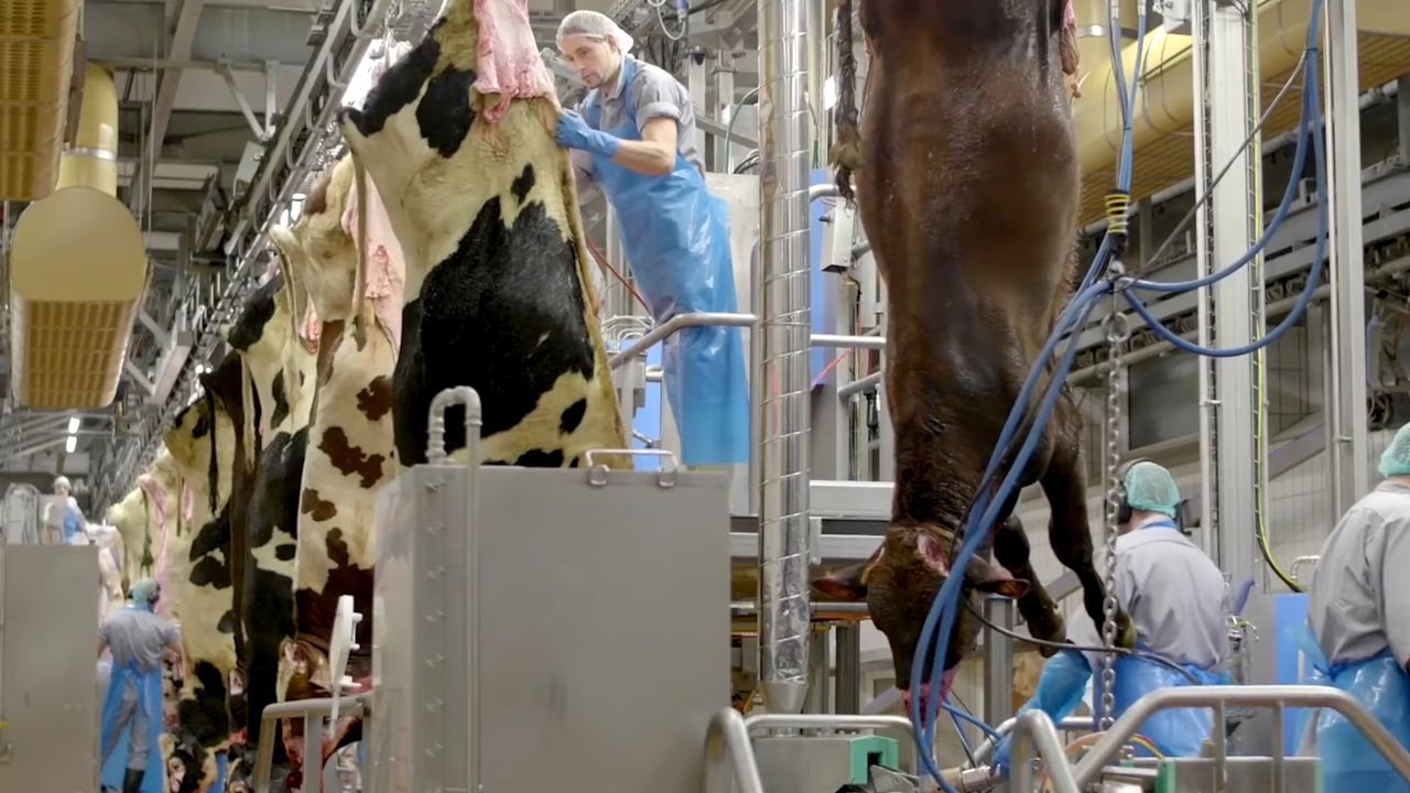 Modern Dairy Farm Breeding Method - Cow Slaughter Factory - Leather ...