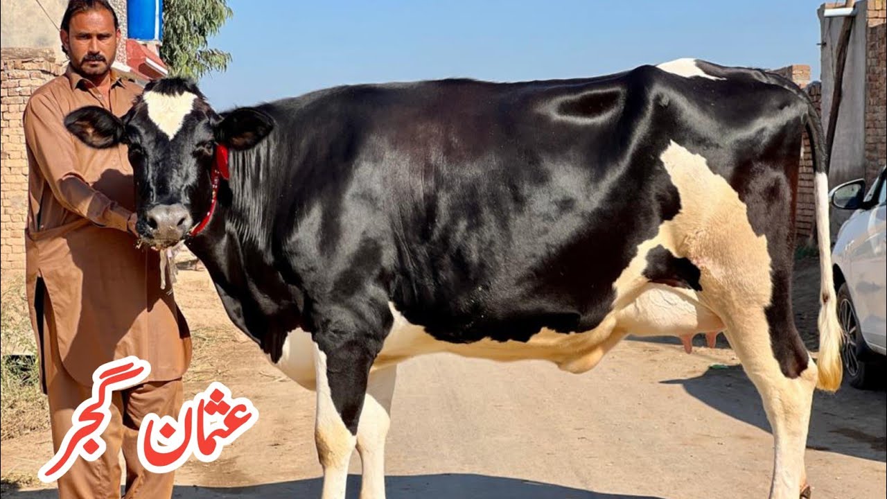 Usman Gujjar | HF breed | Australian cows | Best cows ever | Jani - YouTube