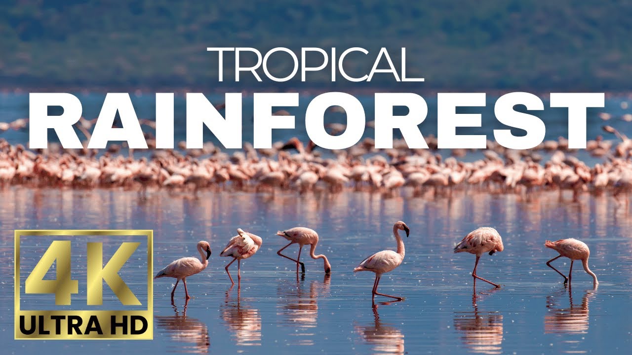 Tropical Rainforest | Incredible Tropical Rainforest Sounds | 4K ULTRA ...