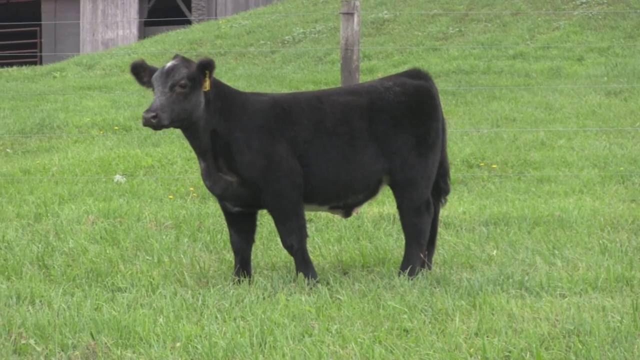 WISE CATTLE TAG 661 - YouTube