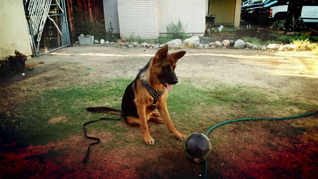 Zeus The German Shepherd - YouTube