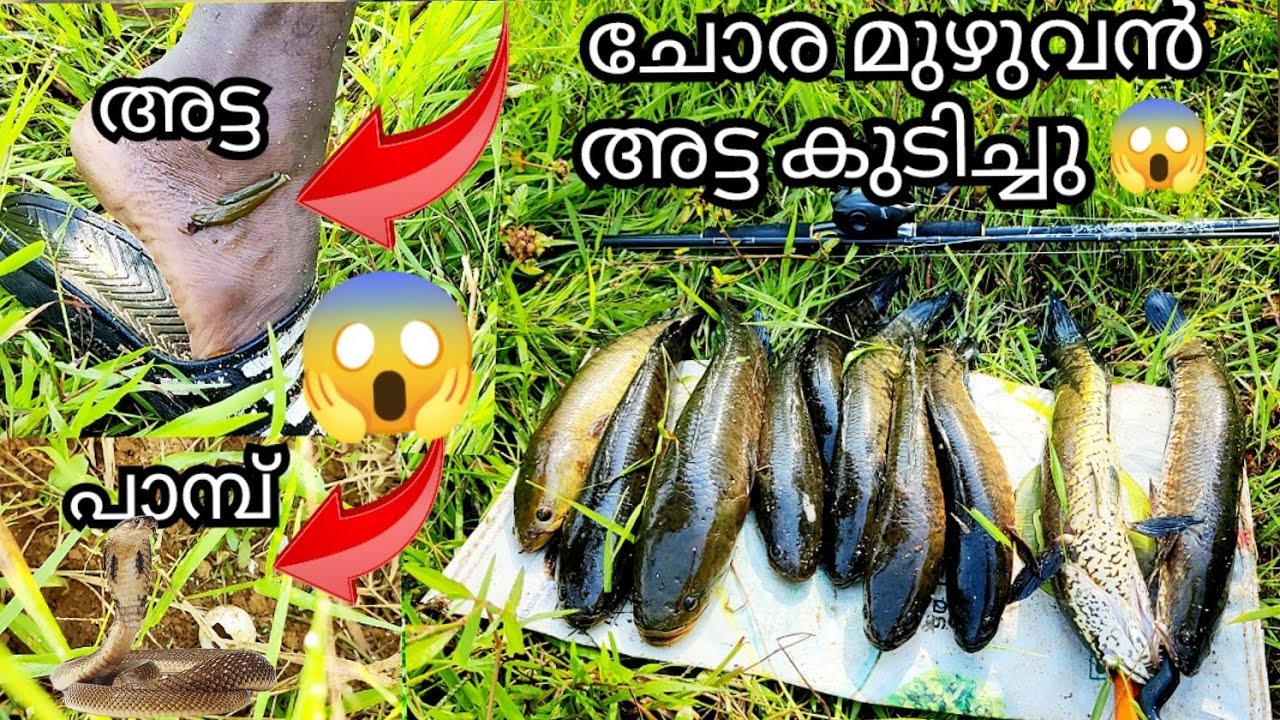 ഇത്തിരി വെള്ളത്തിൽനിന്ന് ഒത്തിരി മീനുകൾ😱 Varal Fishing Kerala ...