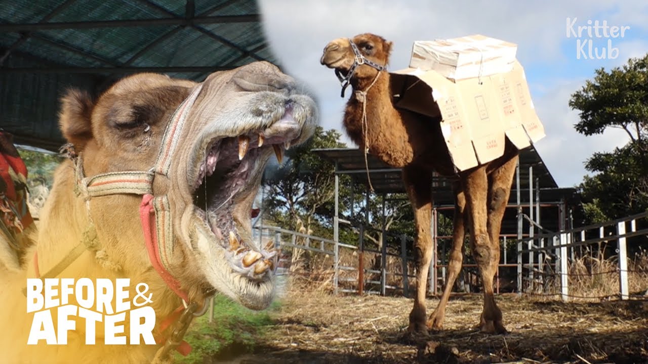 Bullied Camel Strikes Back With An Armor Of Boxes | Before & After ...