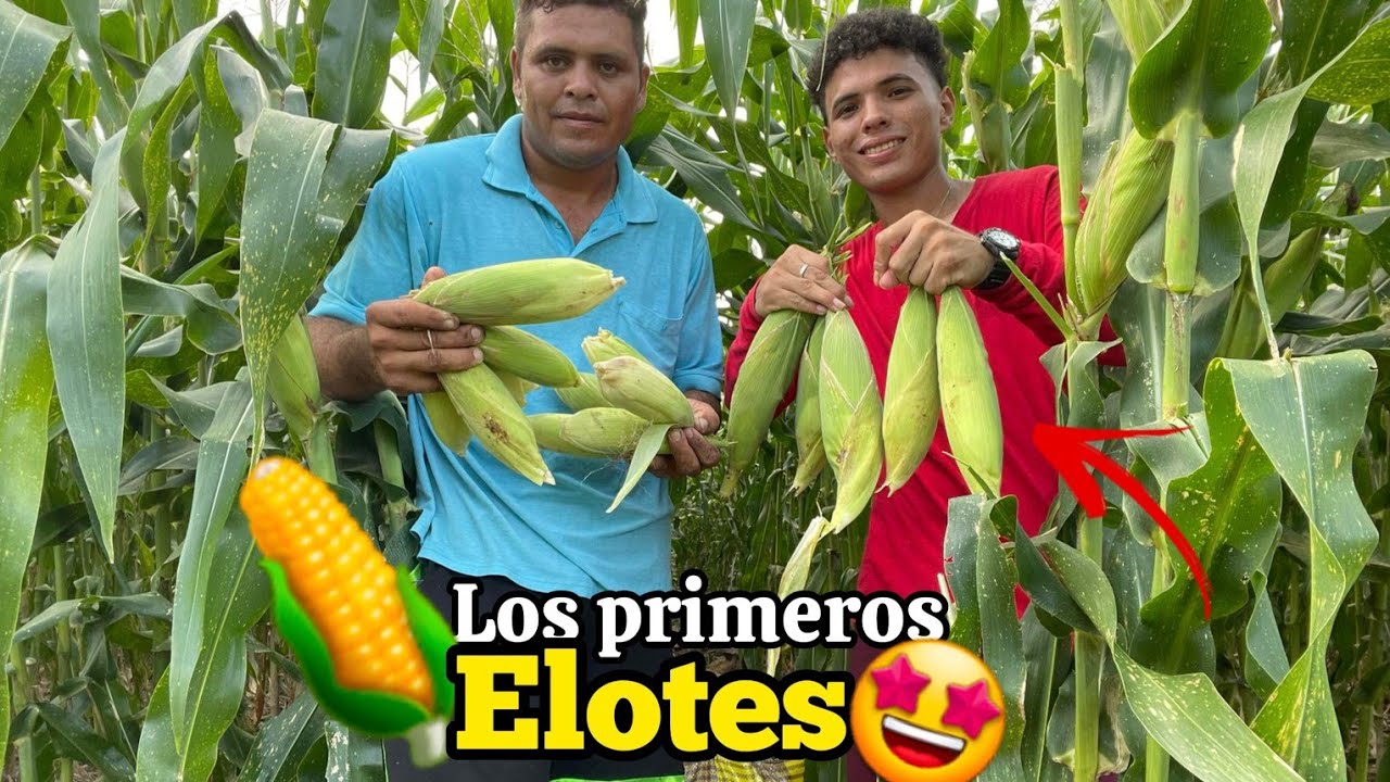 CORTANDO los PRIMEROS ELOTES de la COSECHA🤩vamos hacer PLATILLOS ...