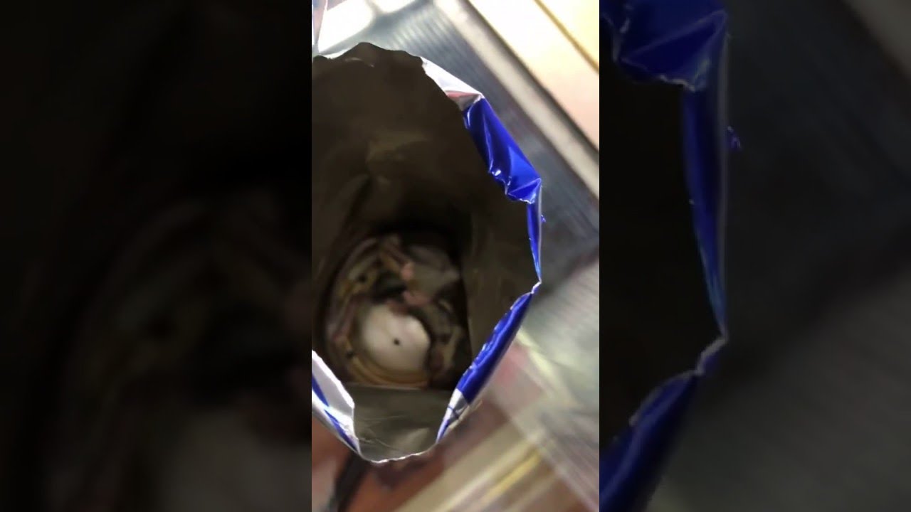 Dead Mouse Found in a Red Bull || ViralHog - YouTube