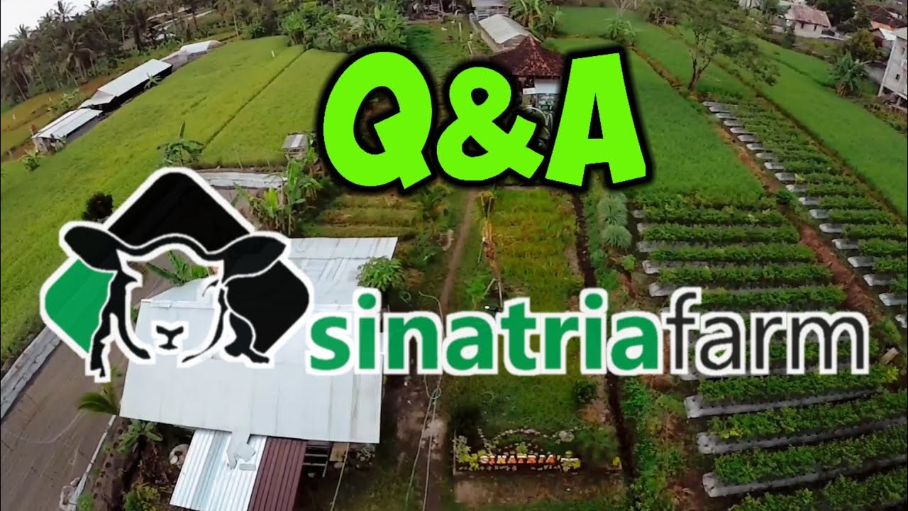 LIVE #14 : Q&A Sinatria Farm | Belajar Online #14 - YouTube