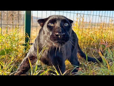 How Luna the panther screams (ENG SUB)