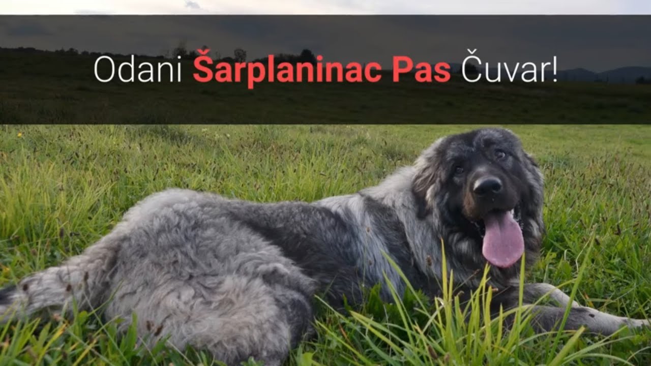 🐕 Šarplaninac Pas Čuvar – Slike I Karakteristike Šarplaninca! - YouTube
