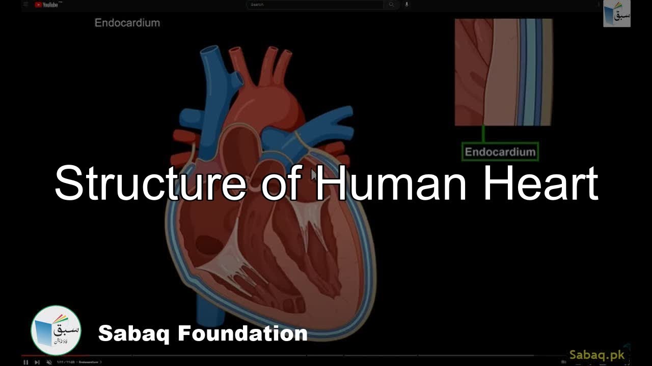 Structure of Human Heart, Biology Lecture | Sabaq.pk - YouTube
