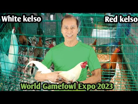 WITH PRICE | Biboy Enriquez (Fire Bird Gamefarm) | white kelso Red ...