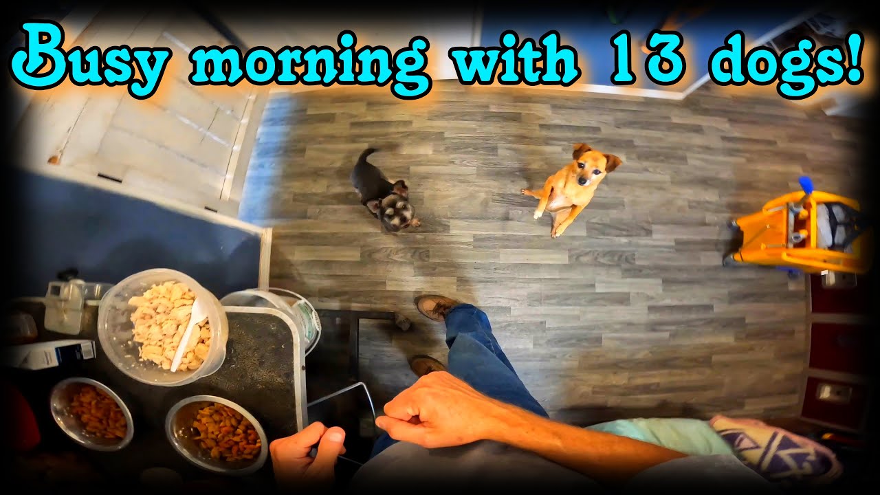 Busy morning with thirteen dogs! #dogboarding #vlog - YouTube