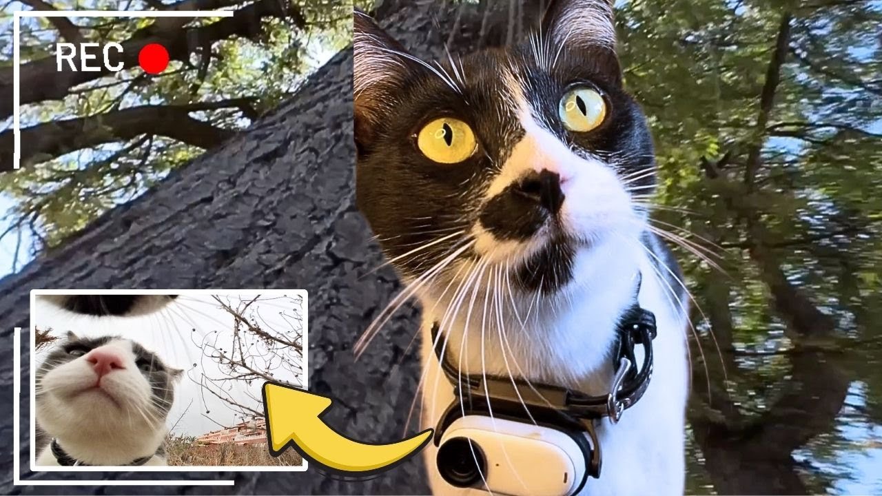 Cat With a Camera Takes You On a WILD Adventure - YouTube