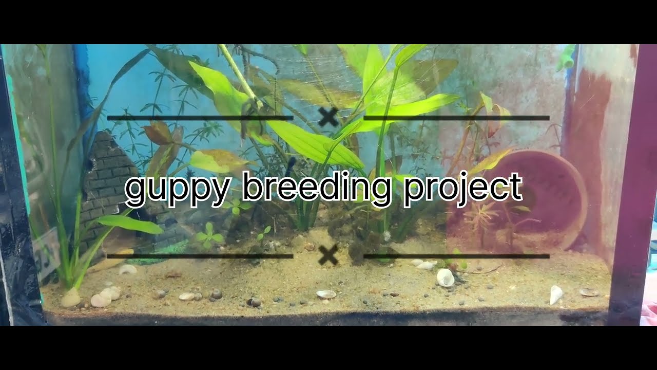 Day 1- guppy breeding project || How to breed guppies || guppie fish ...