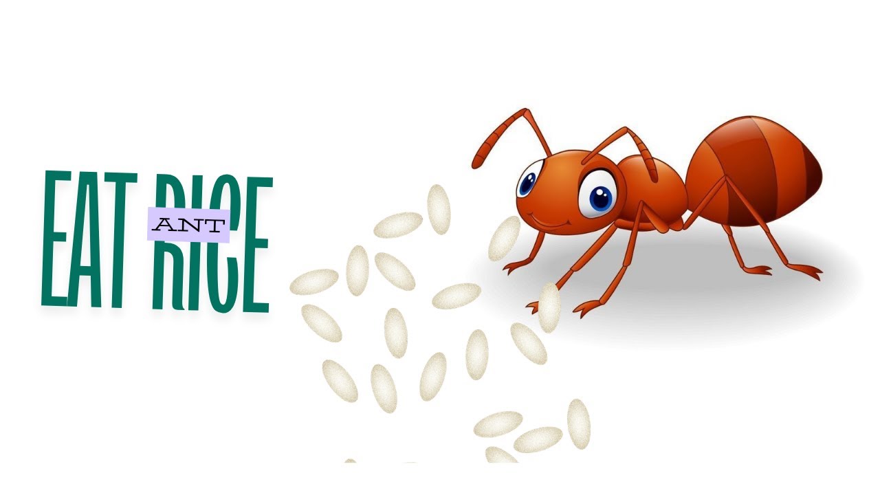 ant eat rice/eat/eating rice/how much does an ant eat - YouTube