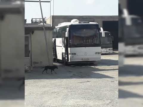 Баку Самара автобус