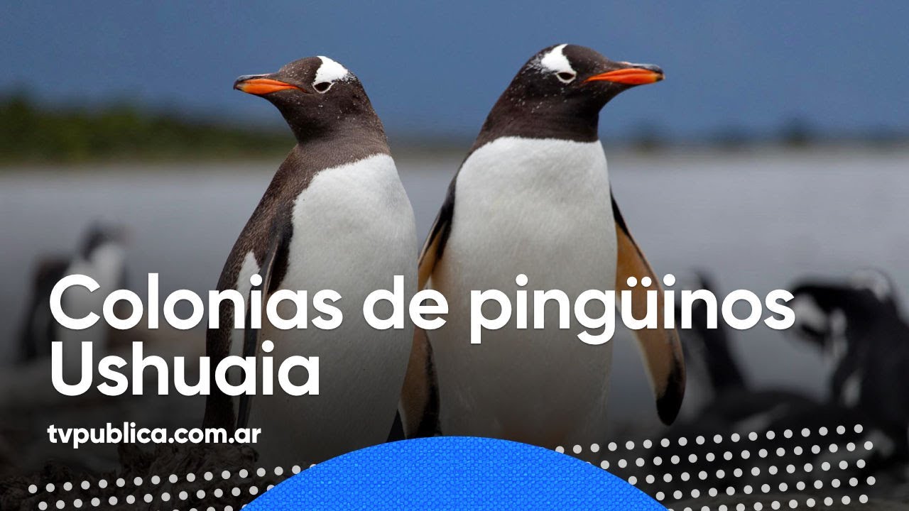 Colonias de pingüinos en Tierra del Fuego - Todos Estamos Conectados ...