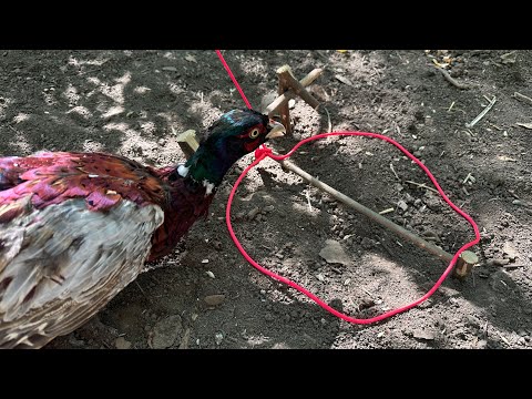 Как Работает Подъемная Петля, Ловушка на Фазана, Easy Bird Trap