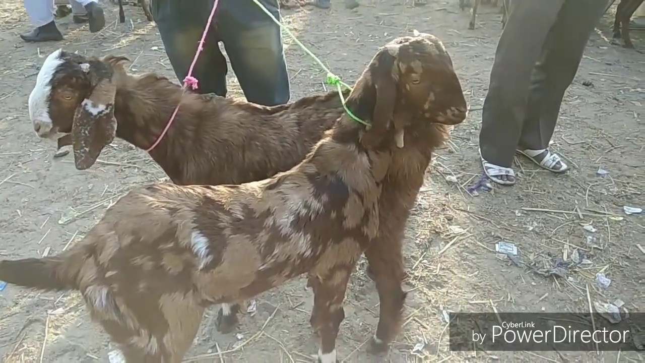 Mathura Goat Market | Saturday Bakra Mandi - YouTube