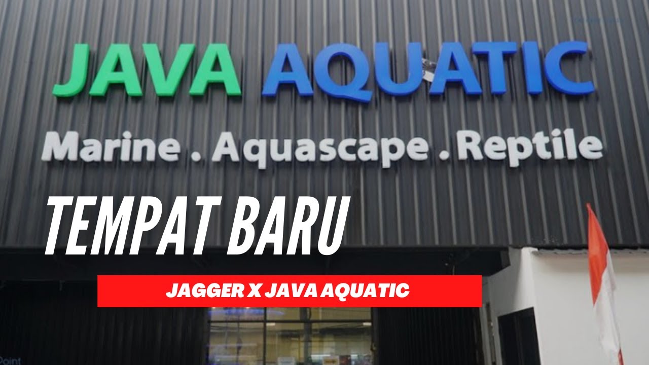 JAGGER BUKA DI JAVA AQUATIC! - YouTube