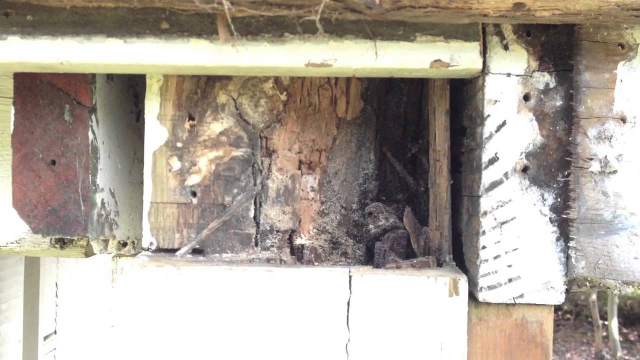 alien termite - YouTube