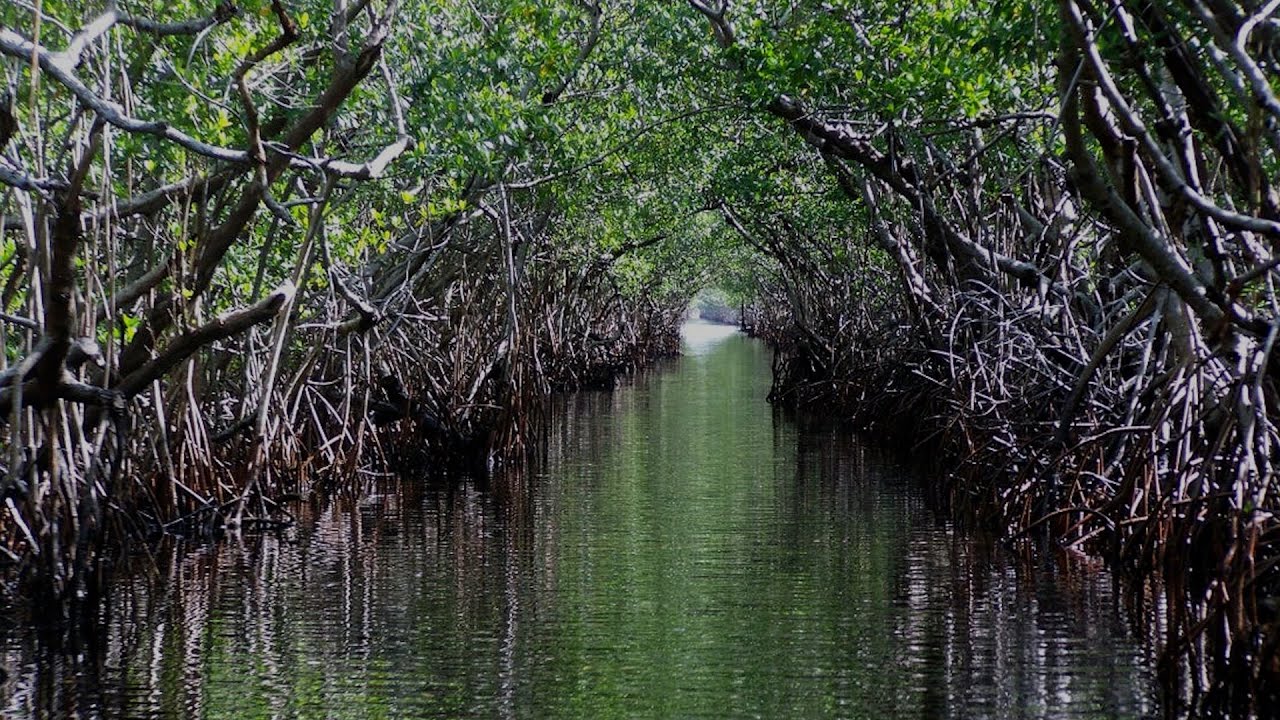 Florida Estuaries: A Tipping Point | S5E3 - YouTube