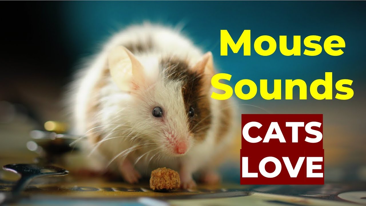 MOUSE Sounds to Attract Cats!🐭 | 4 Variations of Mice Squeaking - YouTube