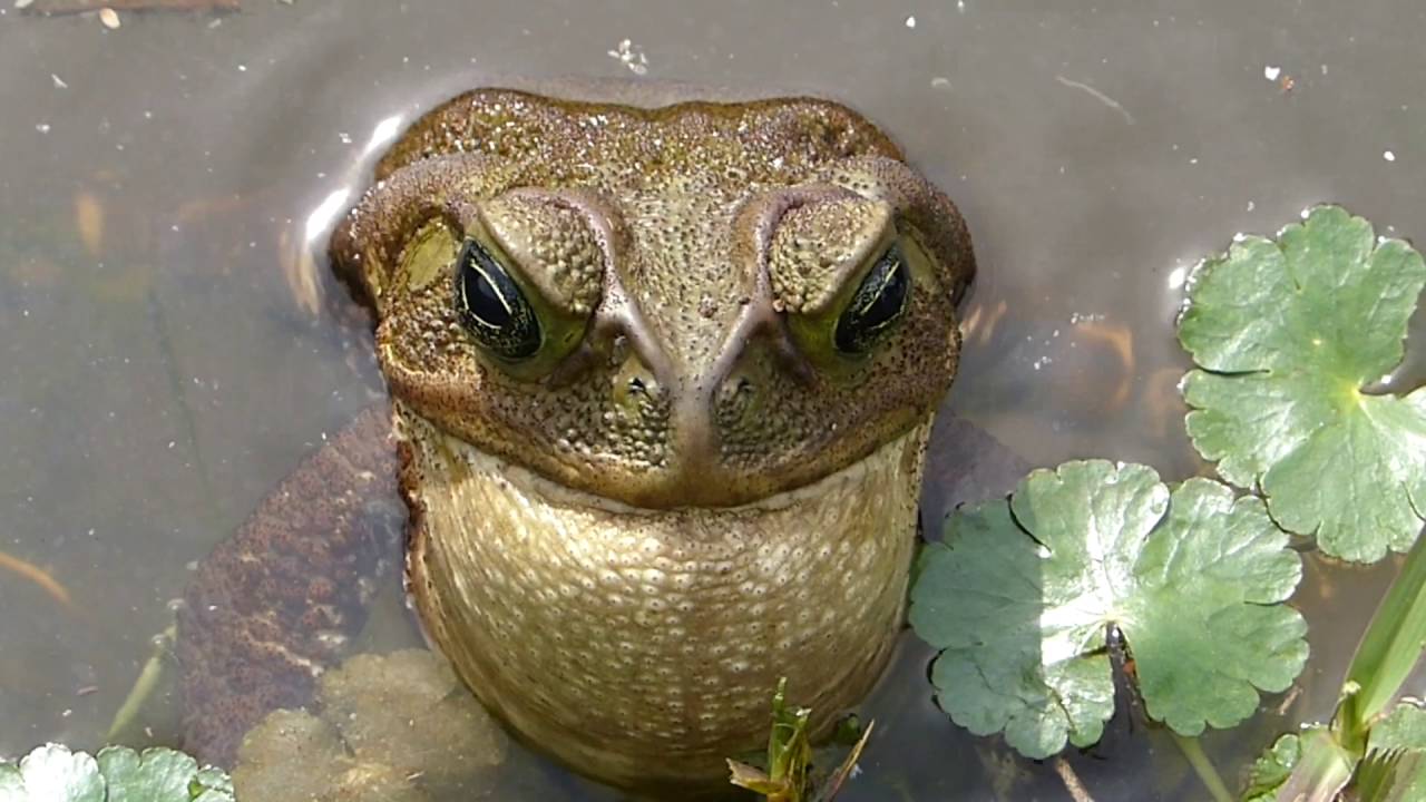 fauna brasileira SAPO SILVESTRE CANTA animal anfíbio natureza selvagem ...