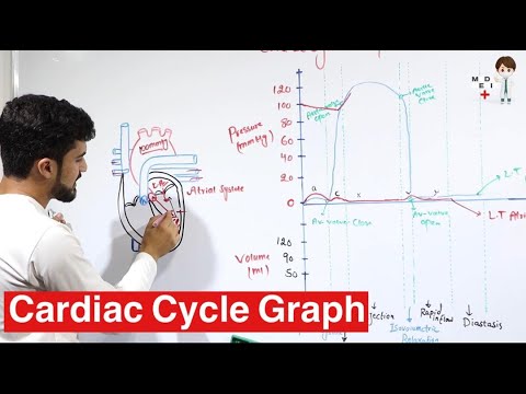 Cardiac Cycle Graph (Physiology #33) - YouTube