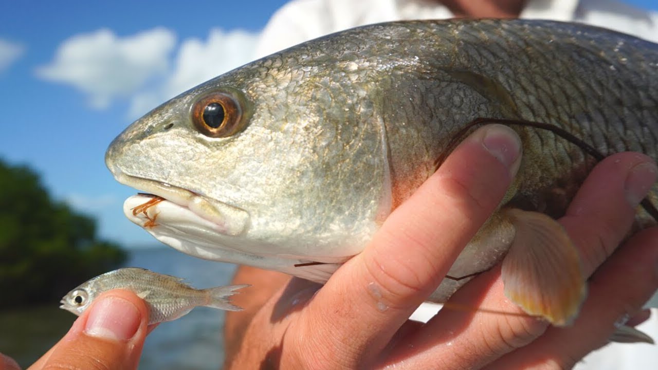 BIG Fish vs. SMALL Fish Saltwater Fishing Challenge - YouTube