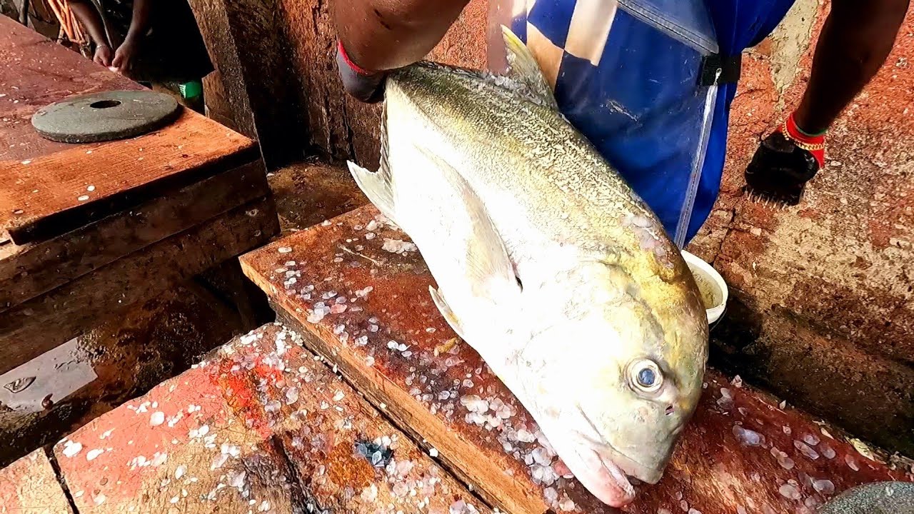 HUGE TREVALLY FISH | පරවා - YouTube