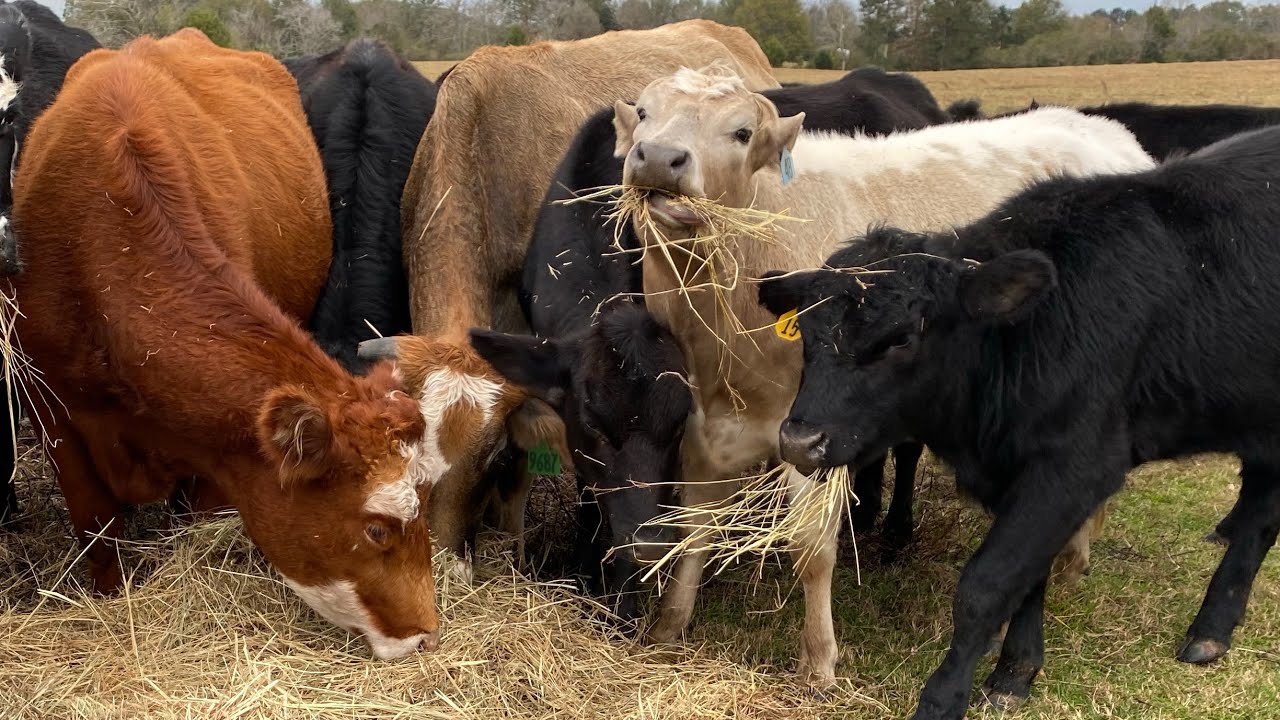 Feeding hay and checking cows - YouTube
