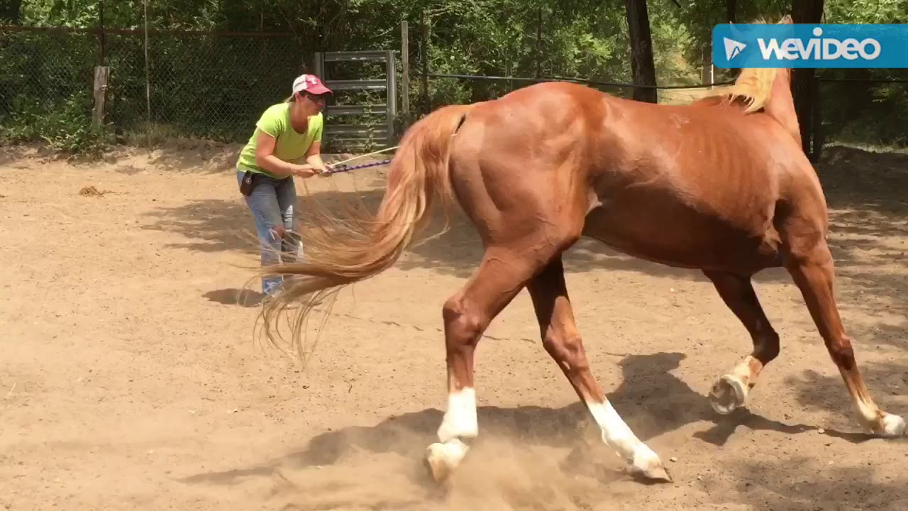 How to start basic groundwork lunging to gain respect and control with slow motion - YouTube