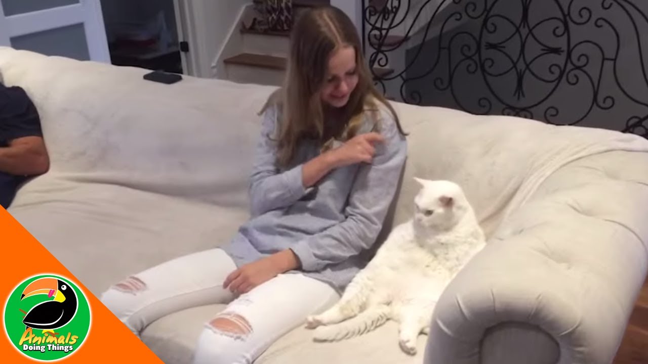 😺 Funny Cats Vol. 33 | Animals Doing Things - YouTube