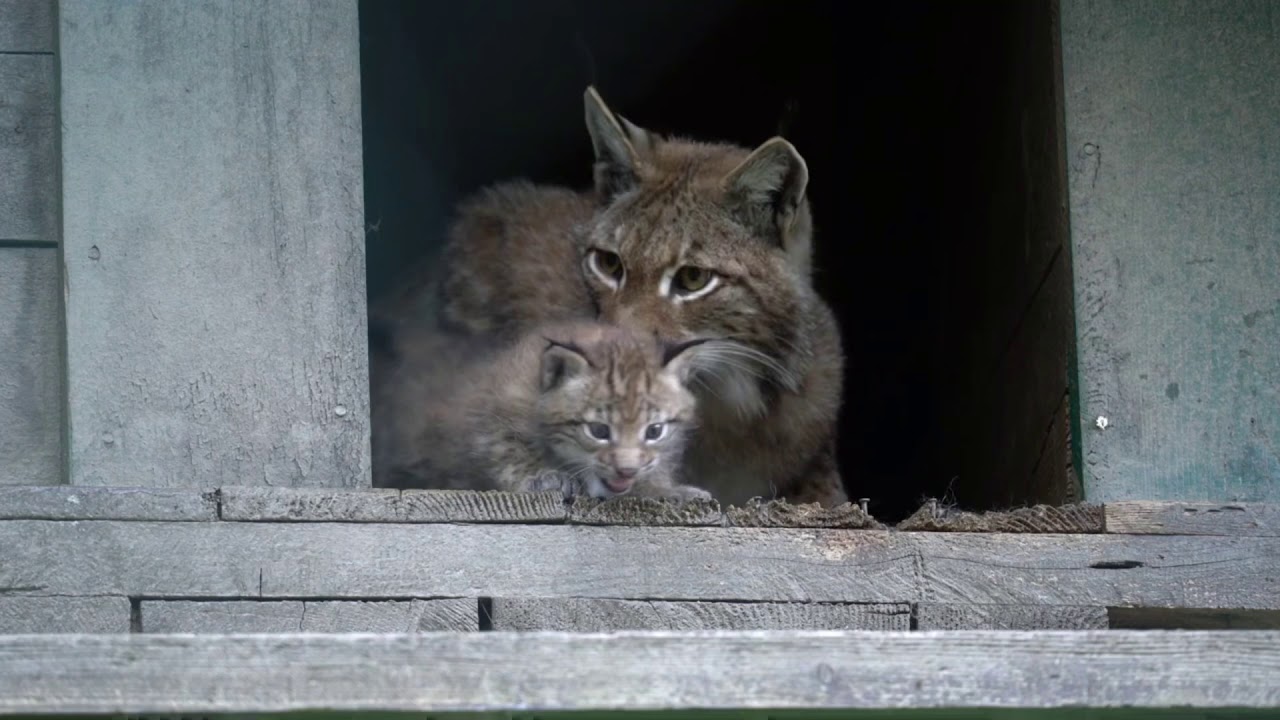️MAMÁ LINCE PROTEGE Y CUIDA SU BEBÉ ️ - YouTube