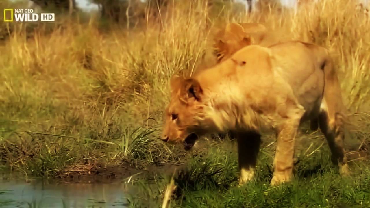 Lions Documentary - Lions Vs Man׃ “Man in a box vs Lions“ - Lions ...