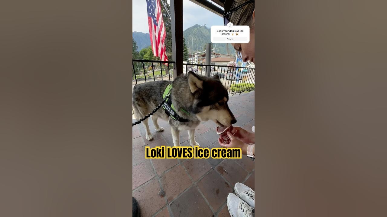 He’s an ICE CREAM loving dog #dogs #shorts #funny #morelife - YouTube