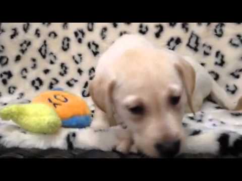 loving and affectionate Male Labrador Retriever - YouTube