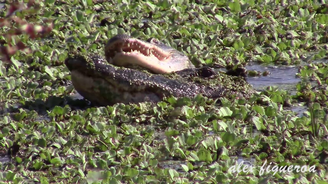 ALLIGATOR MATING 2019 - YouTube
