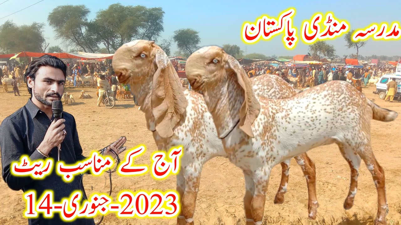 Madrasa bakra mandi update makhi cheene breeder or makhi cheeni bakryan ...