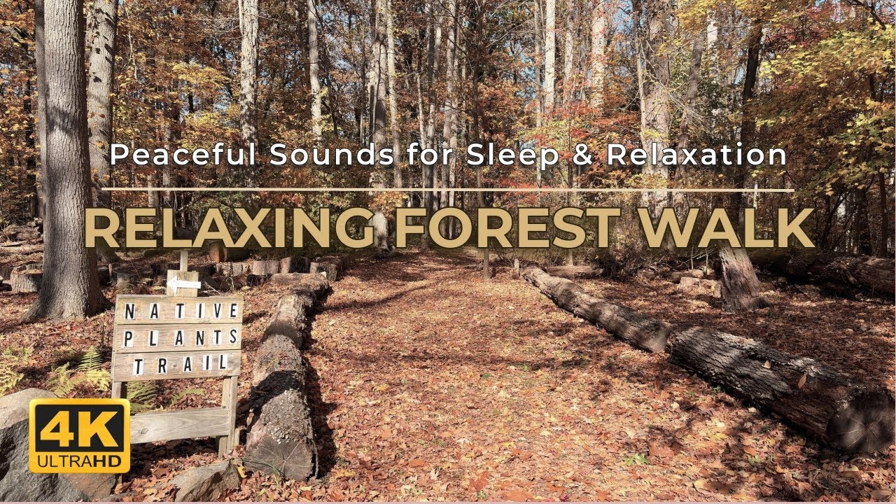 4K Autumn Forest Walk | Real Binaural Nature Sounds for Sleep ...