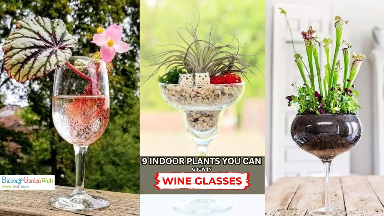 9 Indoor Plants You Can Grow in Wine Glasses #gardening - YouTube