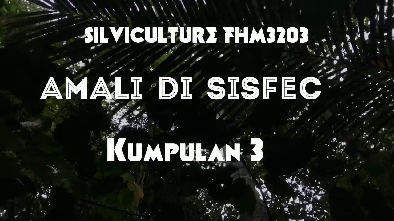 Silviculture Group 3 - Amali di SISFEC - YouTube